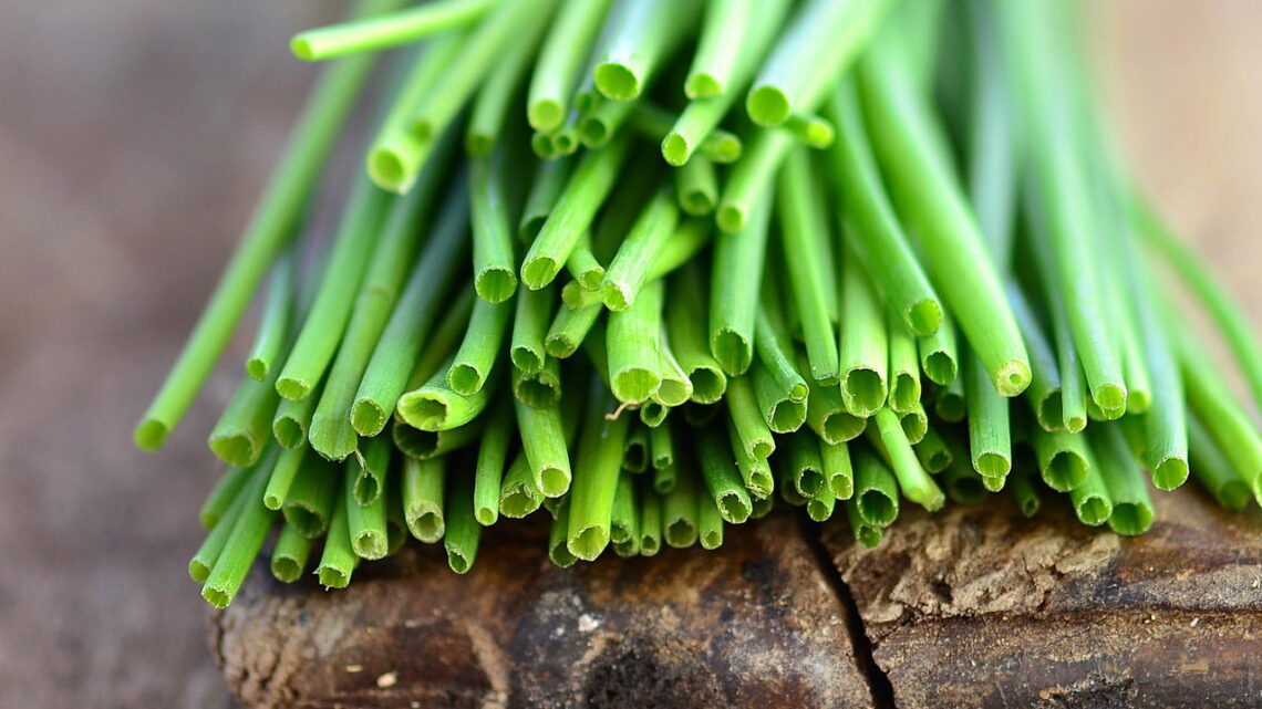 Saiba por que a cebolinha é fácil de cultivar e pode ser o ingrediente ...