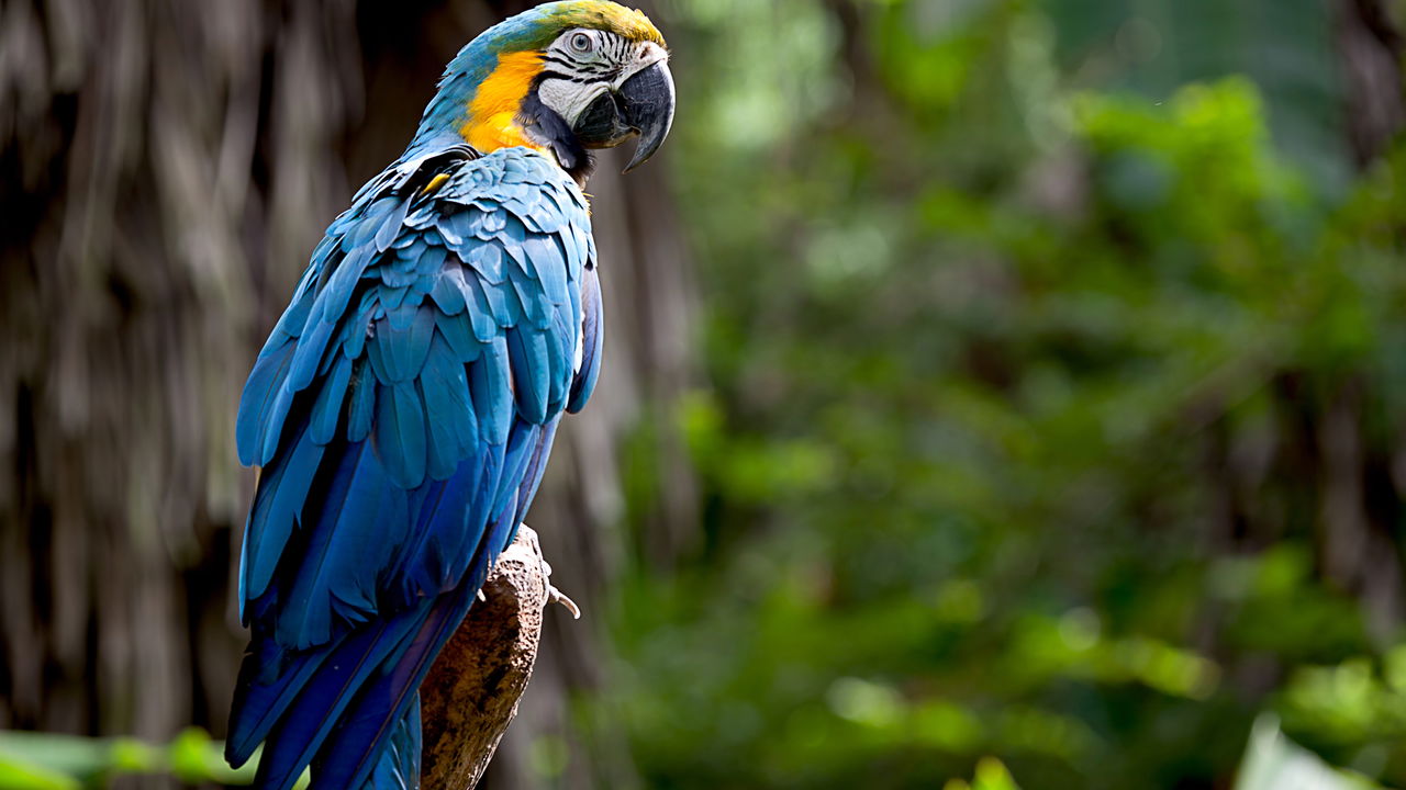 Curiosidades sobre a arara-azul como o papel ecológico delas na ...