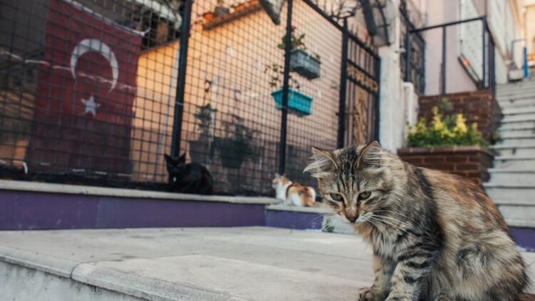 O movimento da cauda do seu gato revela emoções que você jamais ...