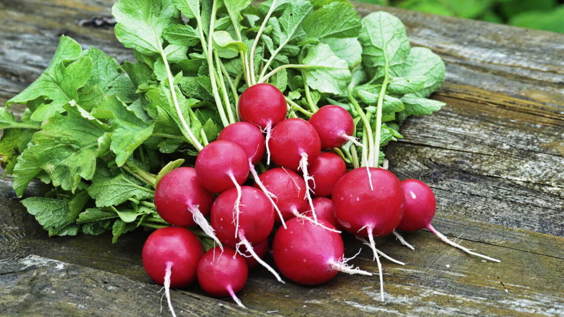 Cultivar rabanetes em casa traz incríveis benefícios, além de que pode ...