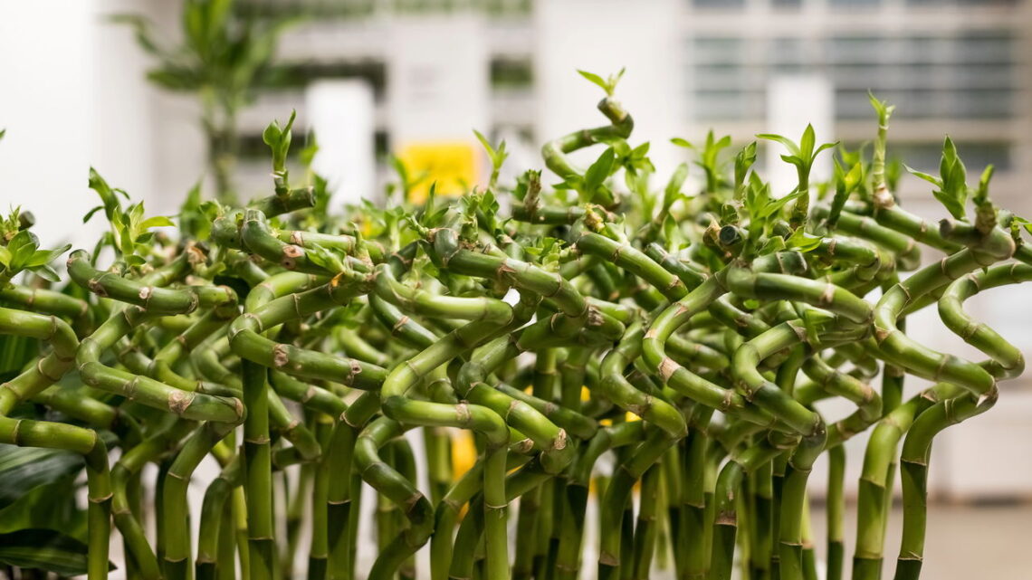 As 7 plantas mais poderosas para atrair sorte e purificar o ar - UAI ...