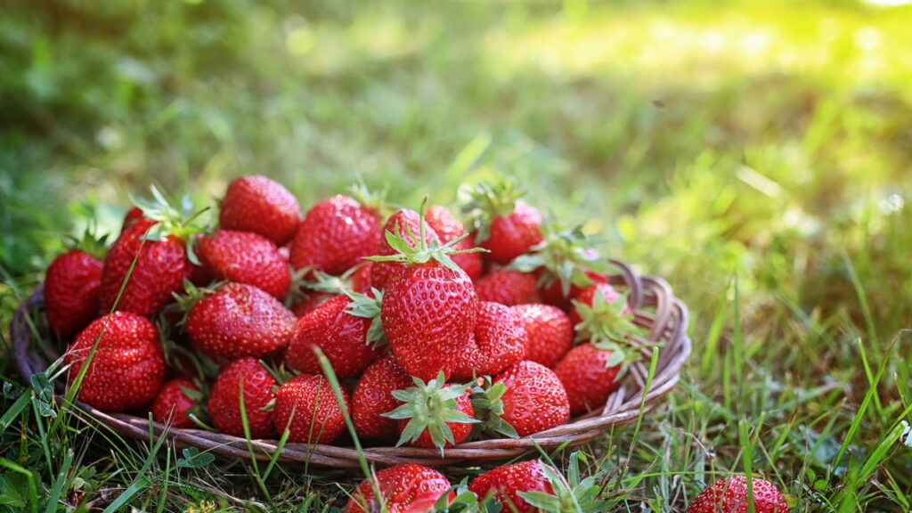 Este é o guia mais fácil e rápido de cultivar morango que você verá ...