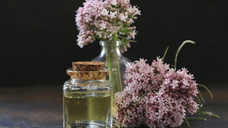 Aprenda a cultivar valeriana em casa e desfrutar dos seus benefícios ...