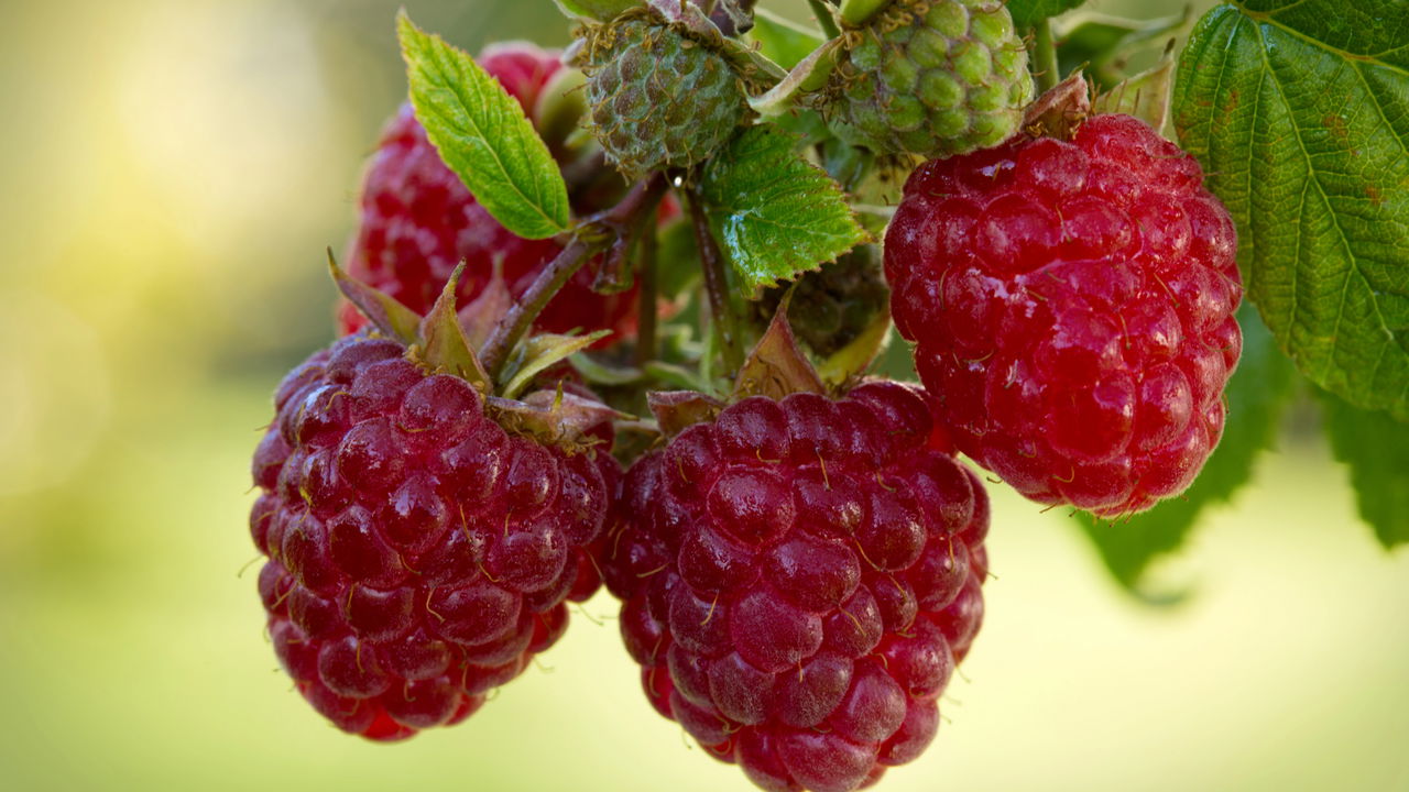 Fruta deliciosa com bom valor nutricional é ótima para ter um cultivo ...