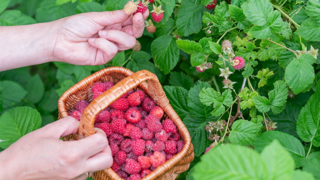 Fruta deliciosa com bom valor nutricional é ótima para ter um cultivo ...