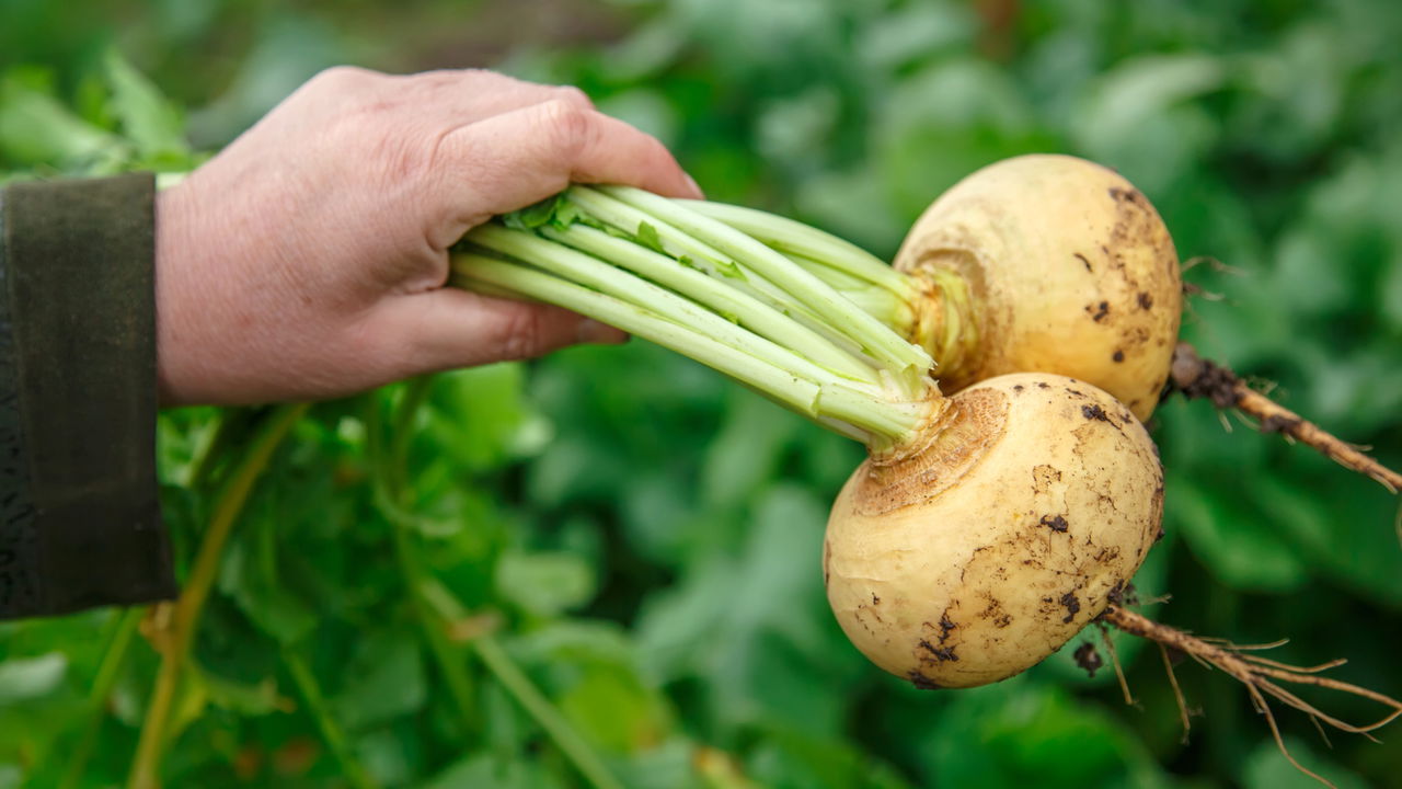 Vegetal versátil e nutritivo ideal para enriquecer a dieta e fácil de ...