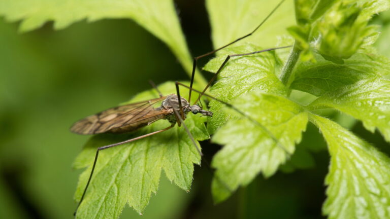 As 4 plantas que podem manter os pernilongos longe do quintal! - UAI ...