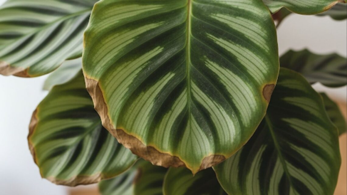 O que significa quando as folhas da planta estão com as pontas marrons ...
