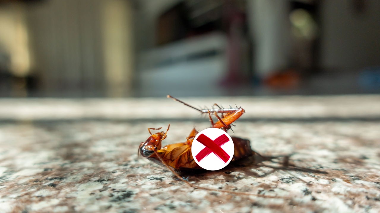 Esta é a melhor planta para afastar baratas de casa - UAI Notícias