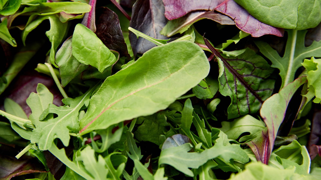 Dica sensacional para manter a rúcula fresca por dias - UAI Notícias