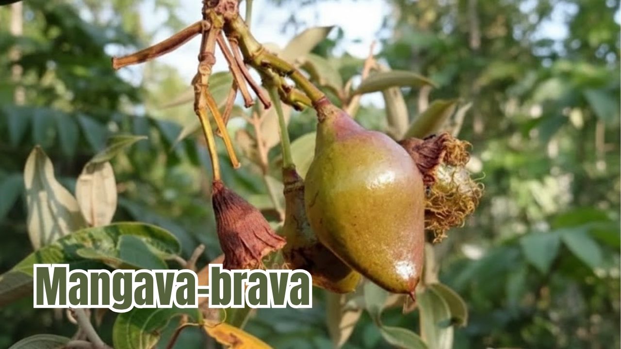 Estes são os 3 efeitos surpreendentes da mangava-brava no seu corpo ...