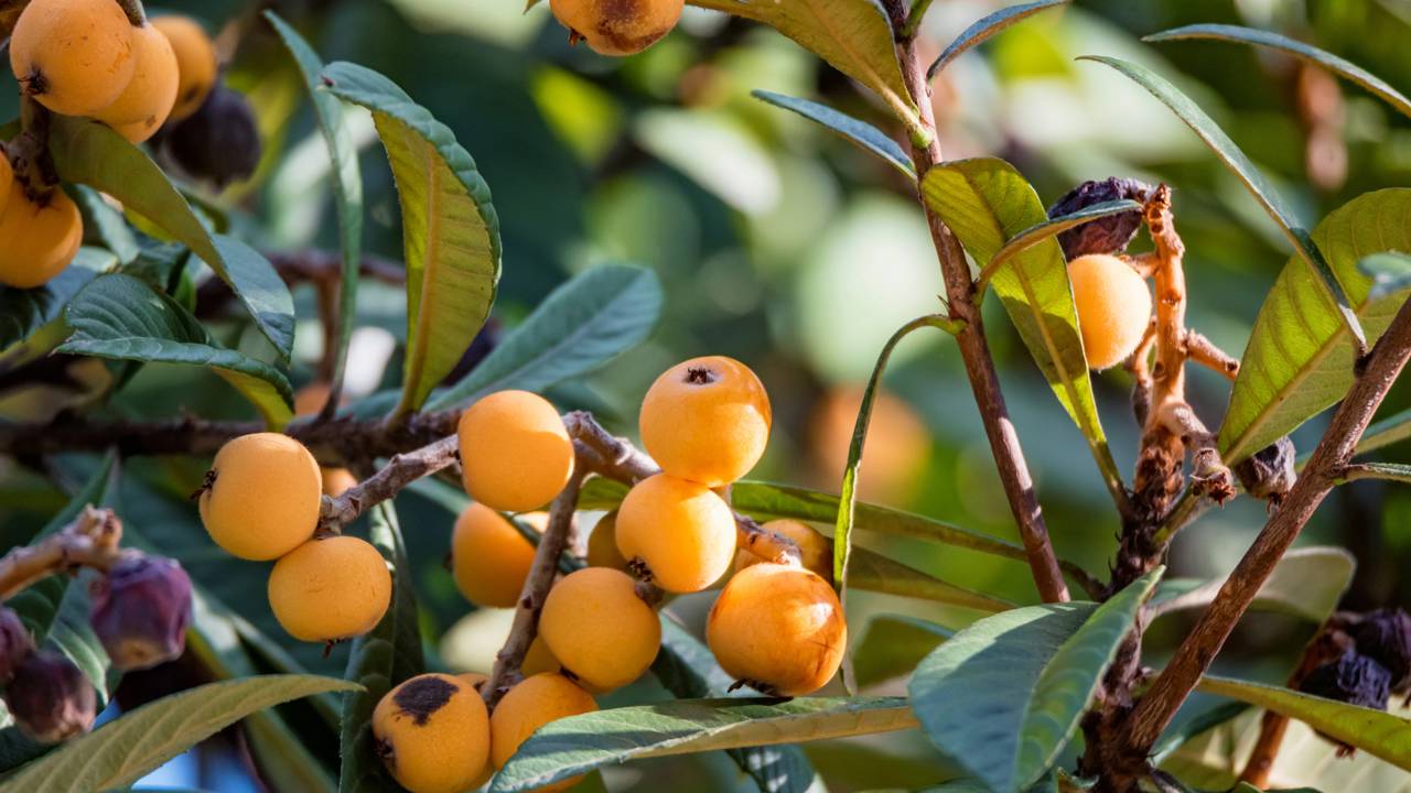 Arquivo de ameixa nespera - UAI Notícias