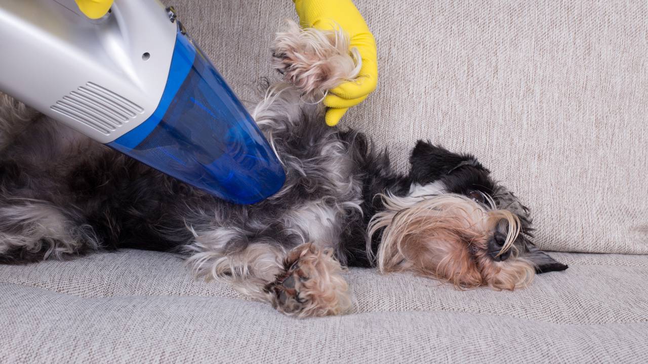 Nem aspirador nem vassoura: jeito fácil de tirar pelos de pets do sofá ...