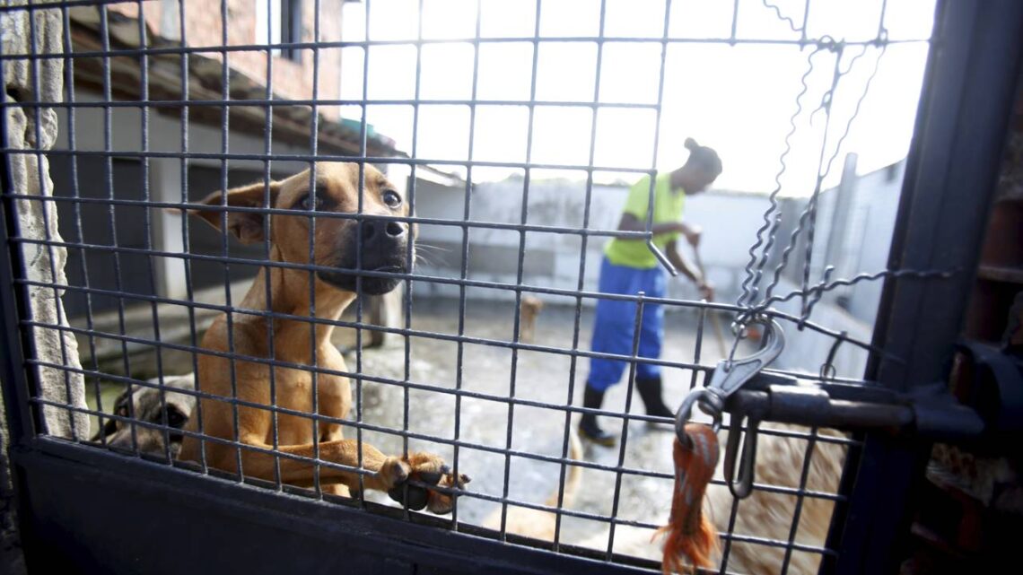 Cão idoso entra em luto após morte do tutor e família busca reanimar ...
