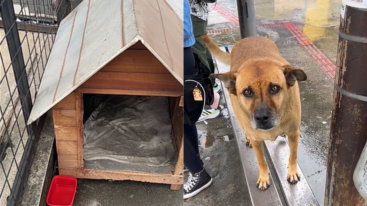 Vira-lata ganha casinha na rua e pedido emocionante comove milhares ...