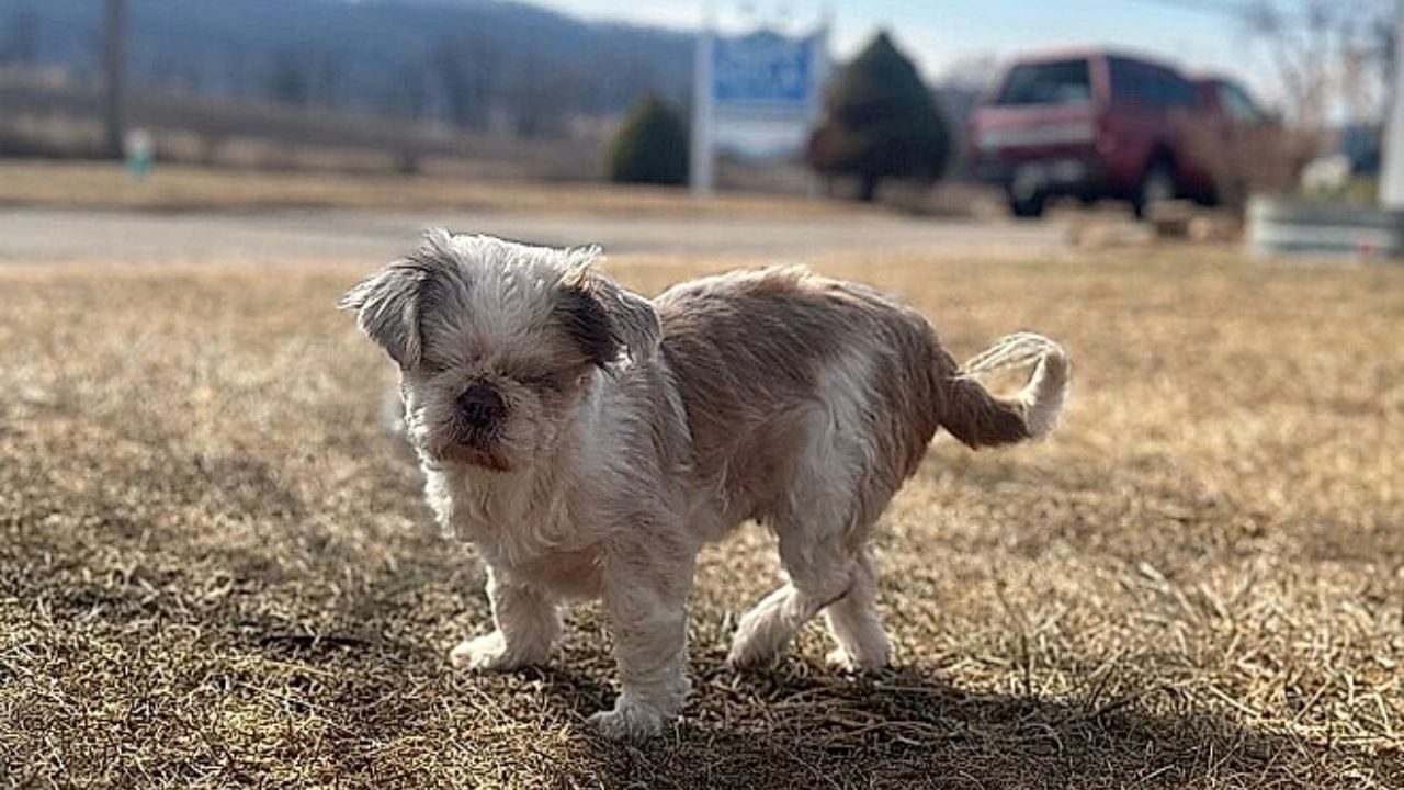 Mesmo sem forças, essa mãe Shih-tzu lutava para manter seus filhotes ...