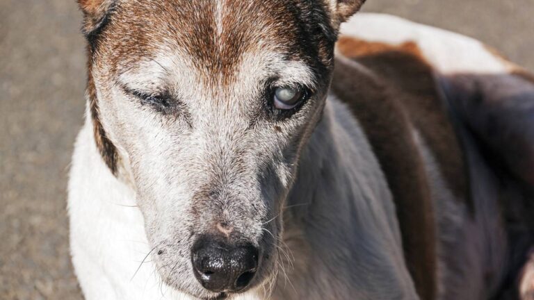 Cachorro cego e surdo de 12 anos sai do anonimato e conquista uma ...