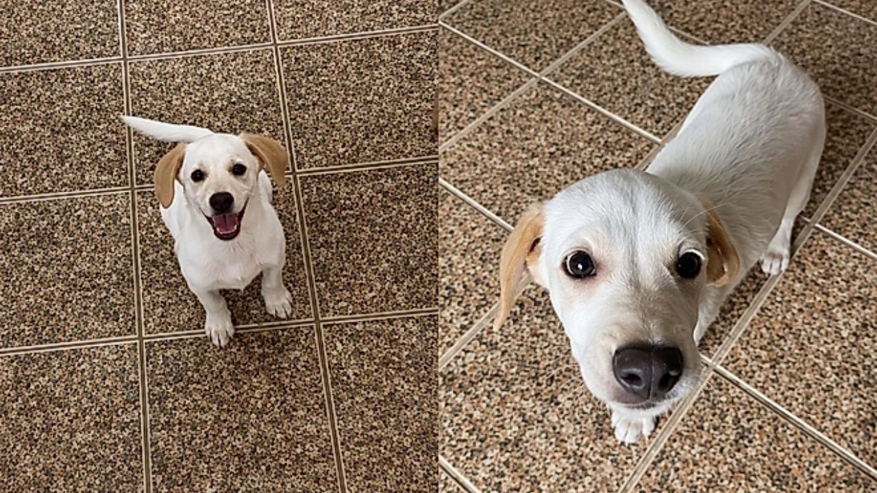 Filhote criado em abrigo emociona ao aguardar sua vez de encontrar uma ...
