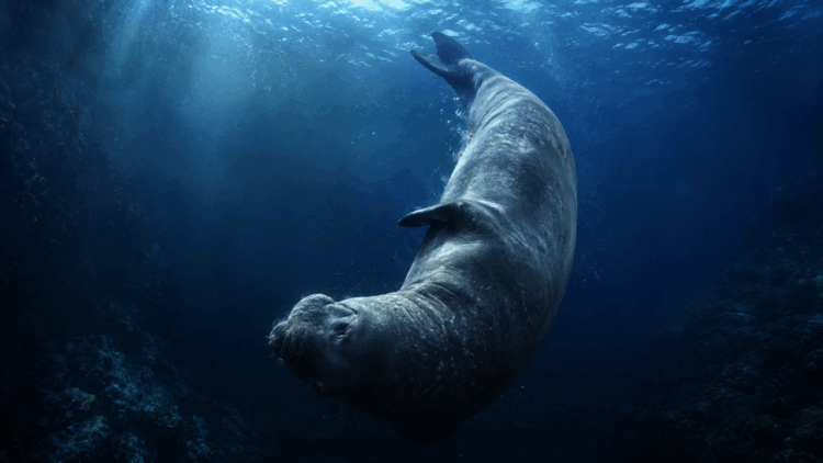 O elefante-marinho que mergulha a três quilômetros de profundidade e ...