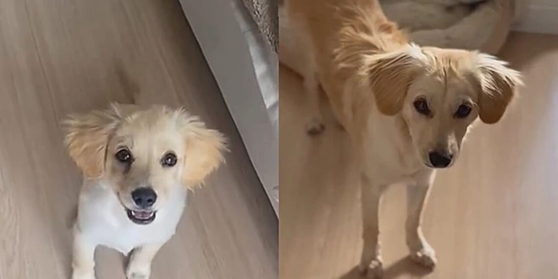 Após 5 meses em novo lar, filhote de golden é devolvido por roer ...